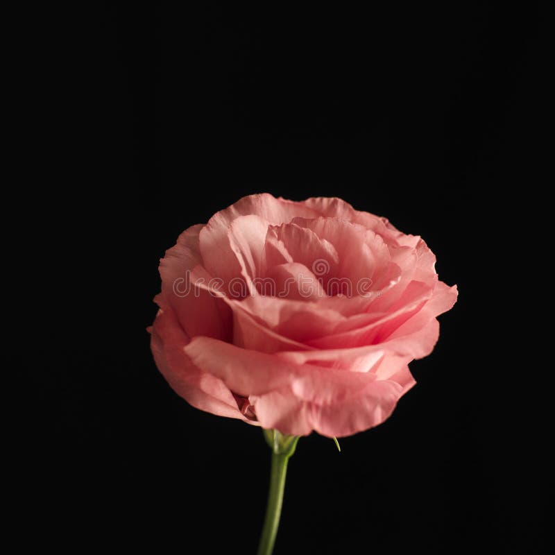 Pink Rose. Conceptual Image Stock Photo - Image of nature, flowers ...