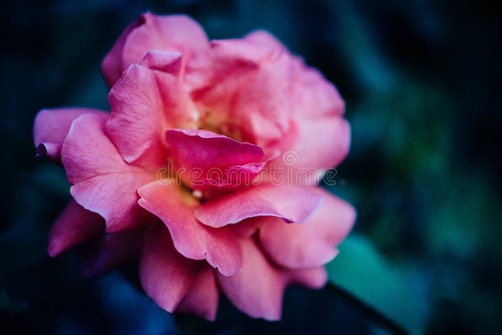 Pink Rose stock image. Image of petals, friendship, gift - 169442941