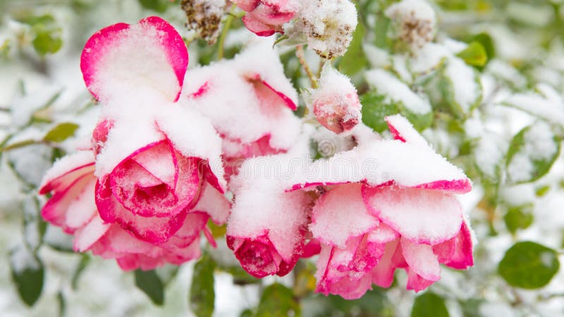 Pink Rose in the Snow. Pink Rose in the Snowfall. Stock Image - Image ...