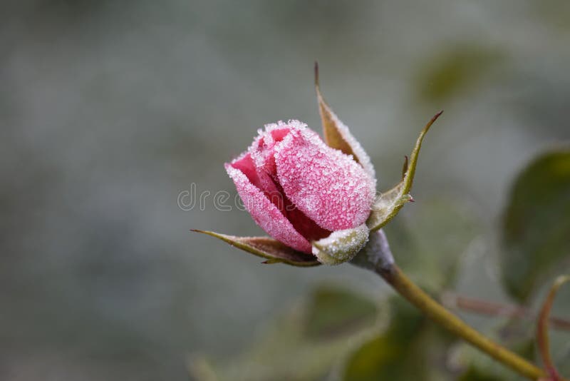 Pink Rose Covered by Hoar Frost Stock Photo - Image of freeze, frosted ...