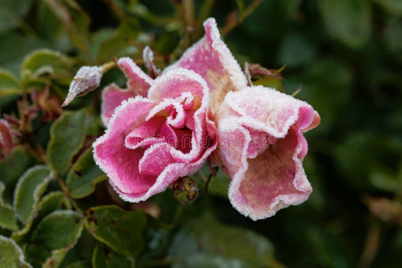 Pink Rose Covered by Hoar Frost Stock Image - Image of daytime, colours ...
