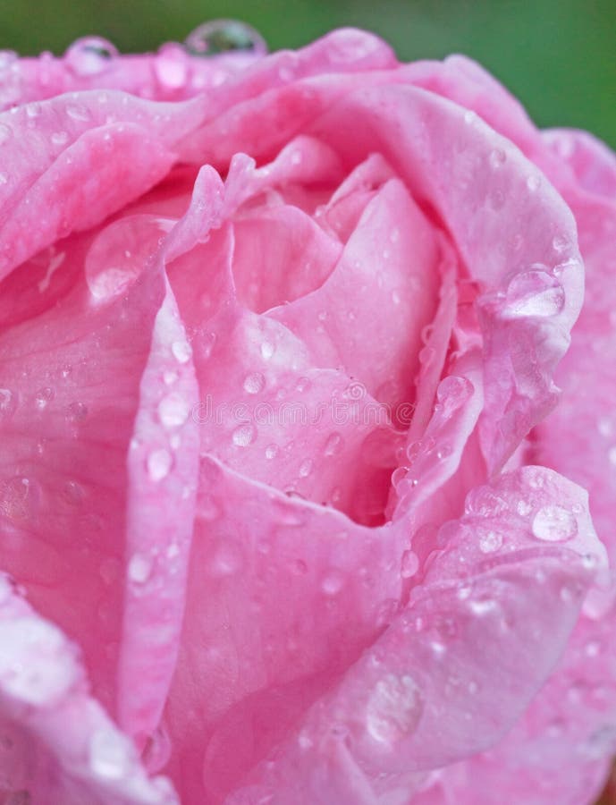 Pink Rose Covered with Rain Drops Stock Image - Image of nature ...