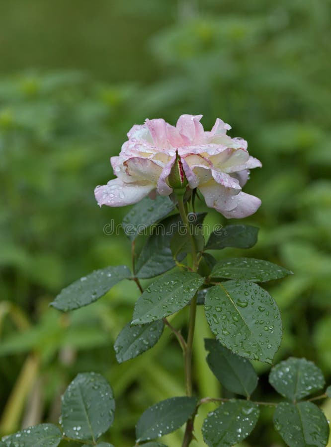 Pink Rose Covered with Raindrops Stock Photo - Image of copy, flower ...