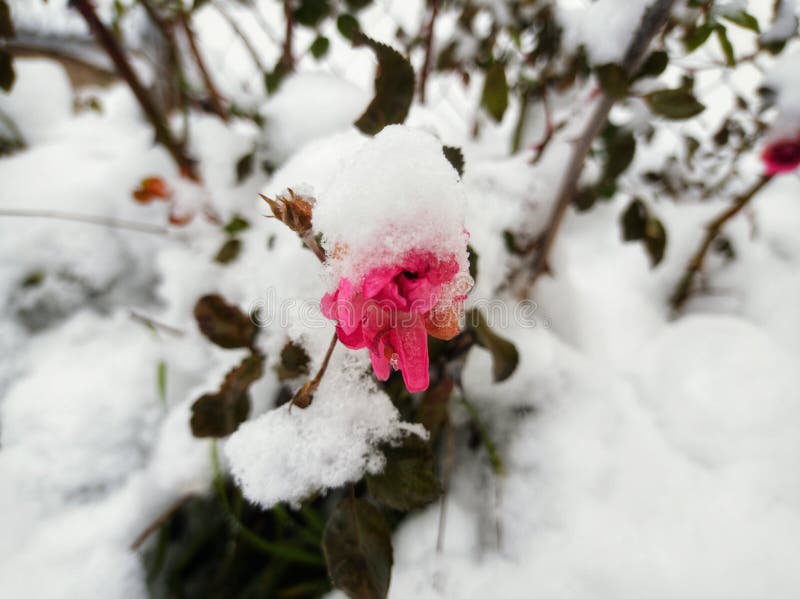 The Pink Rose is Covered with Snow. a Rose Bush in a Snowdrift Stock ...