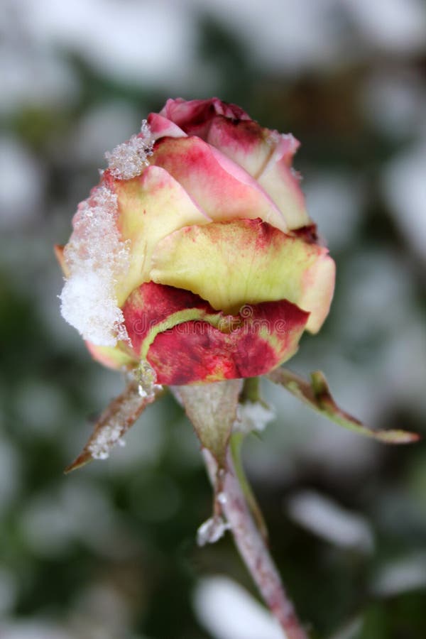 Pink Rose stock image. Image of closeup, chill, celebration - 36063547