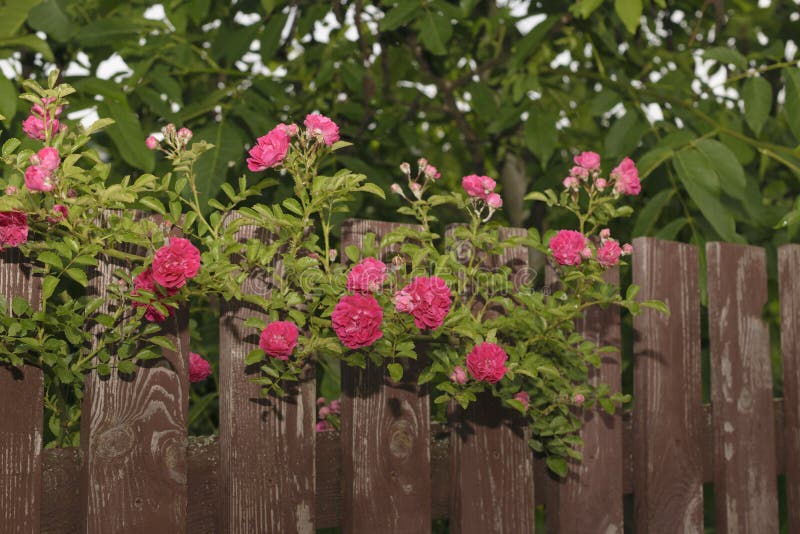 Pink rose stock photo. Image of moment, summer, field - 95152354