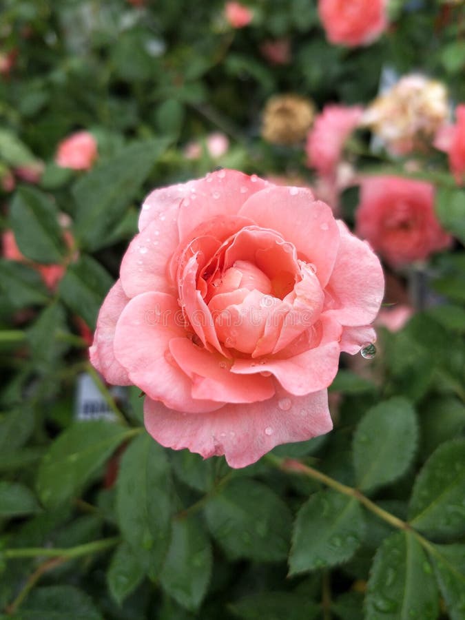 Pink rose stock image. Image of pink, plant, rose, cute - 112849089