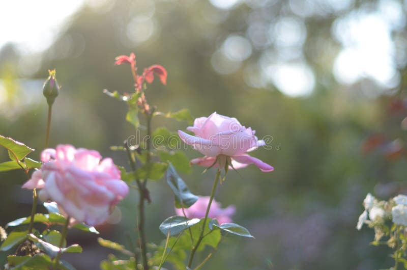 Pink rose at dawn stock photo. Image of color, flower - 193974372