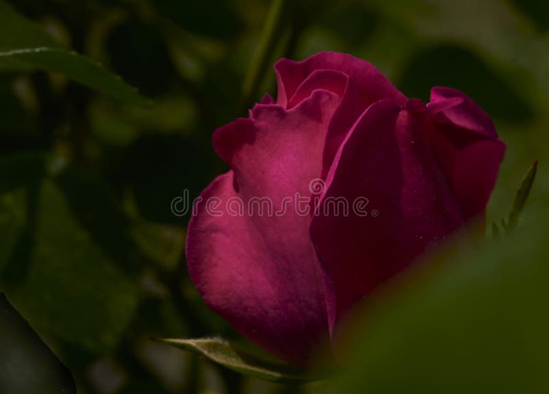 Pink Rose Deborah Floribunda in Garten Stock Image - Image of leaves ...