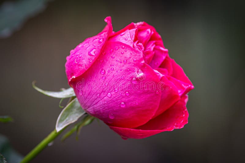 A Pink Rose stock image. Image of background, field - 164063931