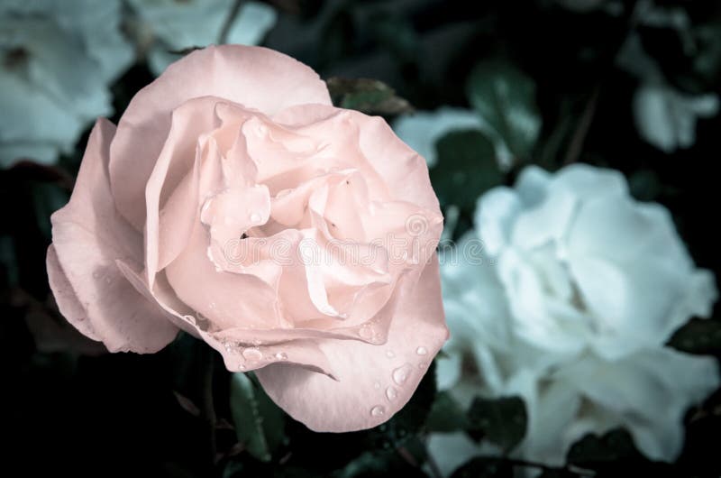 Pink rose stock photo. Image of pink, drop, flower, rose - 41867992
