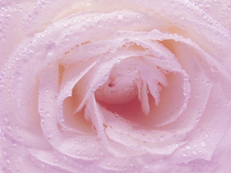 Pink rose in dew drops stock photo. Image of drop, object - 13231604