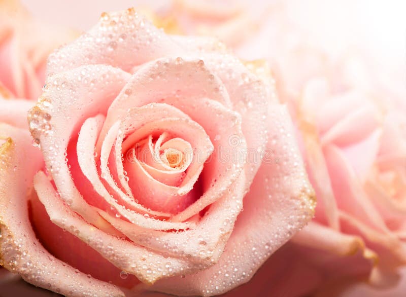 Pink Rose with Dew Drops Lies on a Delicate Silk Background Stock Image ...