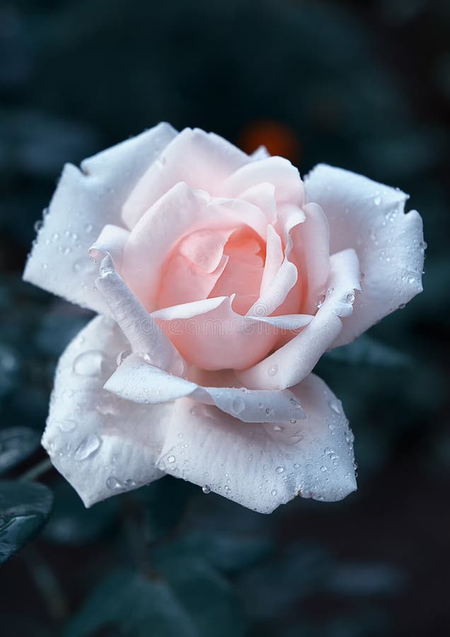 Pink Rose with Dew Drops on the Petals Stock Image - Image of love ...