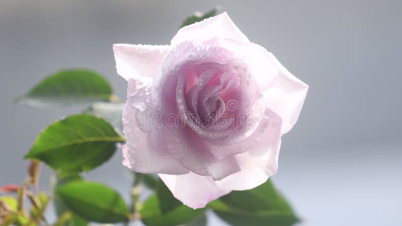 Pink rose with dew drops stock footage. Video of horticulture - 208614314