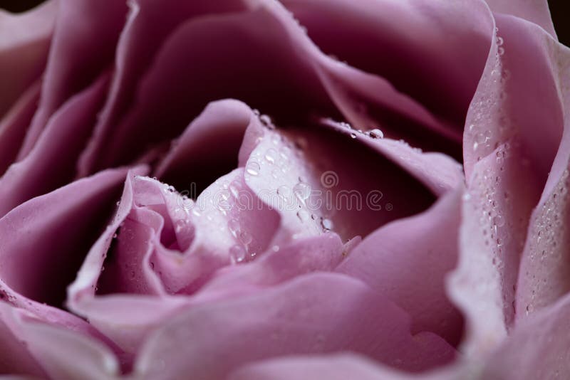 Rose with dew drops stock photo. Image of mothers, marriage - 220429356
