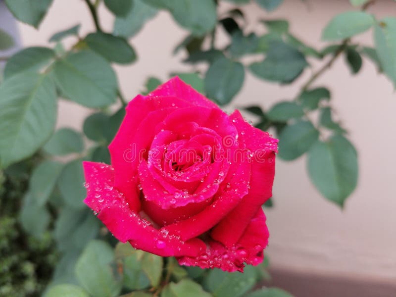 Pink Rose with droplets stock photo. Image of focus - 204768572
