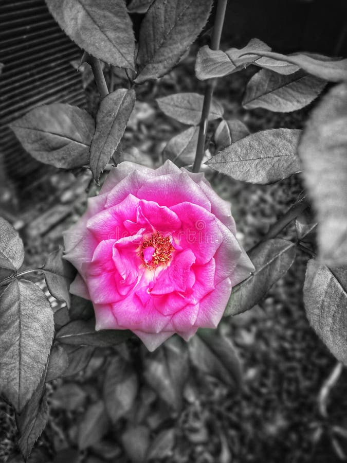 A Pink Rose Edited by Splash Color Technique Stock Photo - Image of ...