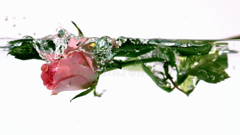Pink rose with water drops stock video. Video of love - 218314513