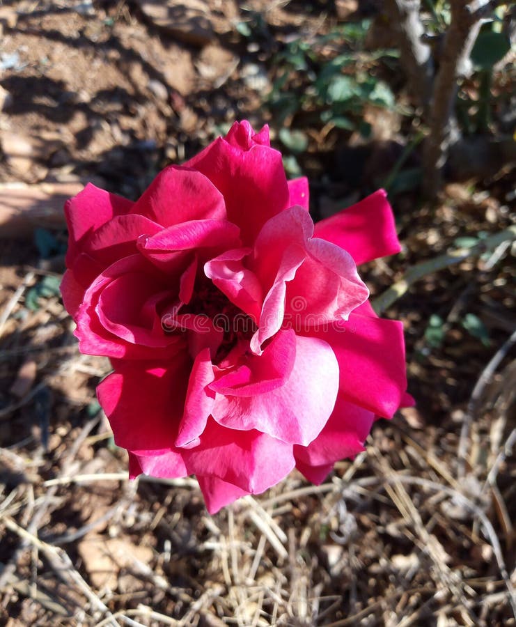 Many Rose Farms Stock Photos - Free & Royalty-Free Stock Photos from ...