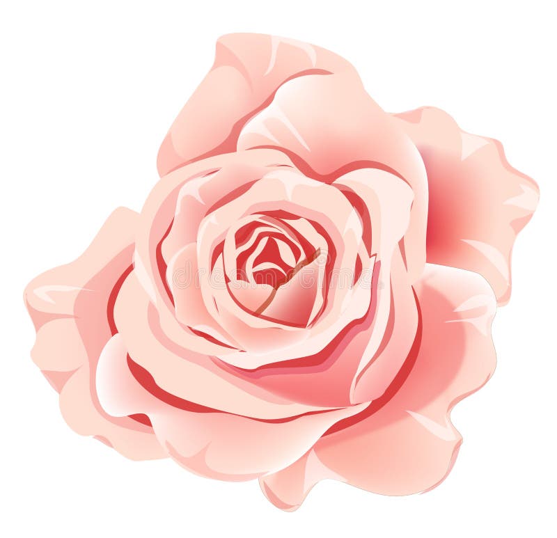 Pink and White Roses. Vector Illustration. Stock Vector - Illustration ...