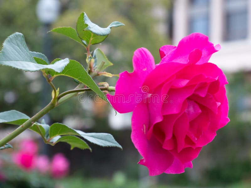 Pink Rose Flower in Barcelona, Spain Stock Photo - Image of fresh ...
