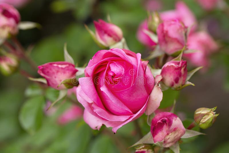 Pink Rose Flower Bloom in the Garden Stock Photo - Image of petal ...
