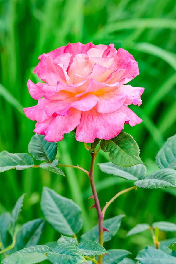 Pink rose flower stock photo. Image of white, rose, frame - 74327288