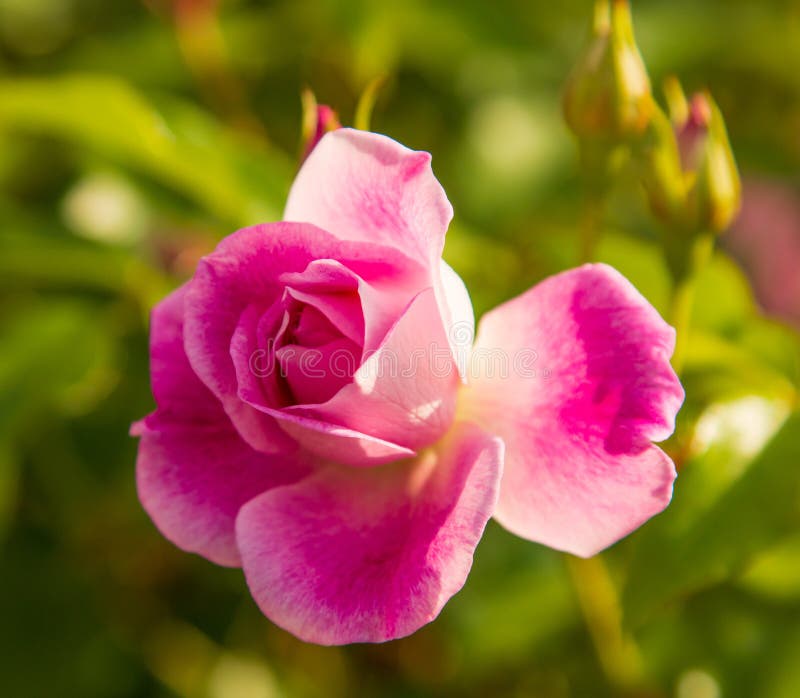 Pink Rose Flower on a Branch Stock Image - Image of green, beauty ...