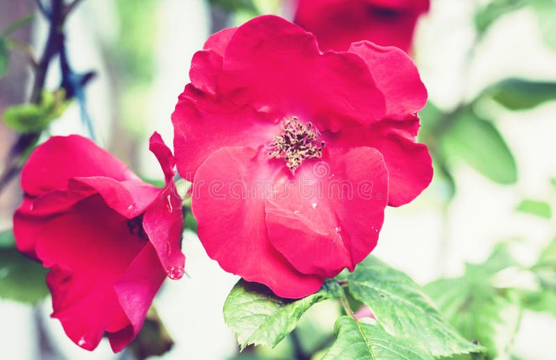 Pink Rose Flower on the Branch in the Garden Stock Image - Image of ...