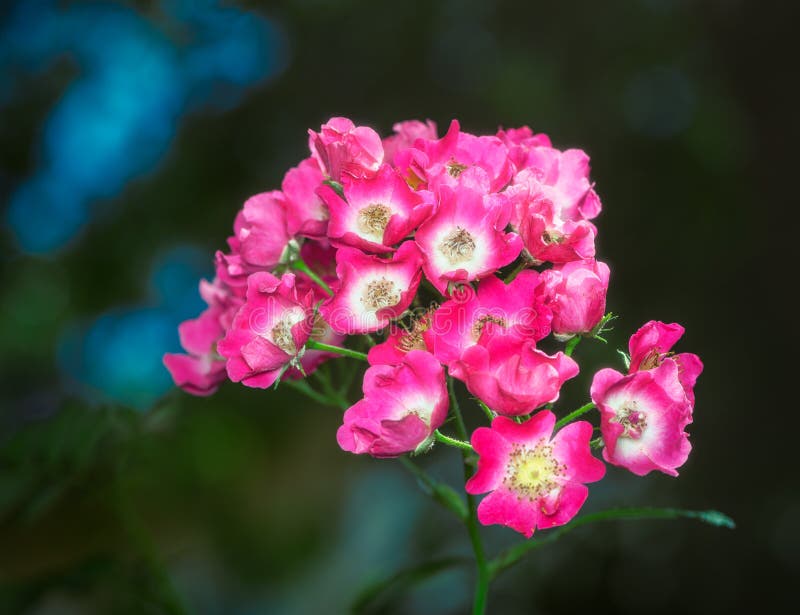 Pink rose flower bush stock photo. Image of rose, pink - 229094970