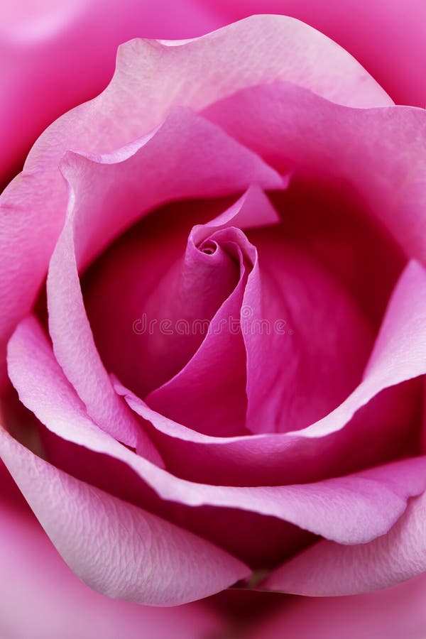 Pink Rose Flower Close Up for Background and Soft Focus Vertical Shape ...