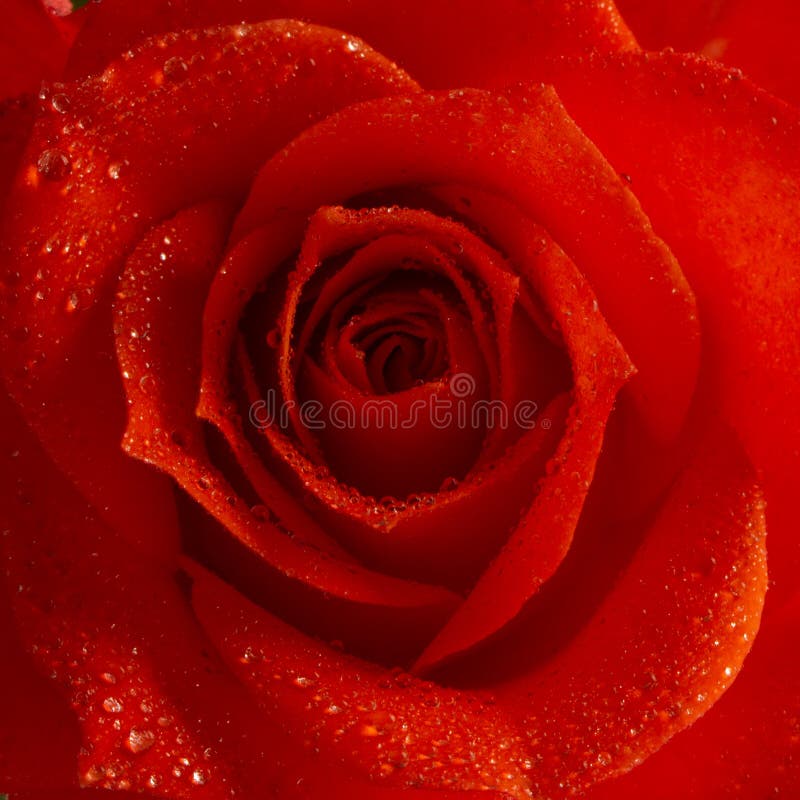 Pink Rose Flower, Close-up, Macro, Background Low Key Stock Photo ...