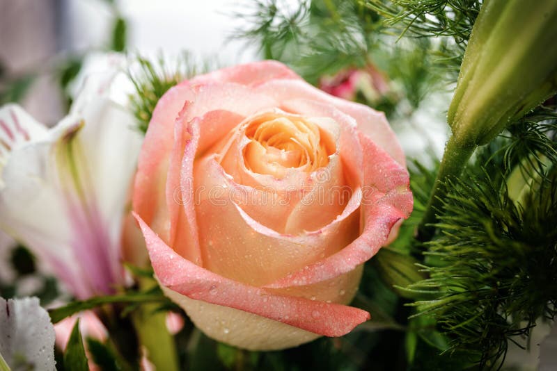 Pink rose flower close up stock photo. Image of garden - 110519630