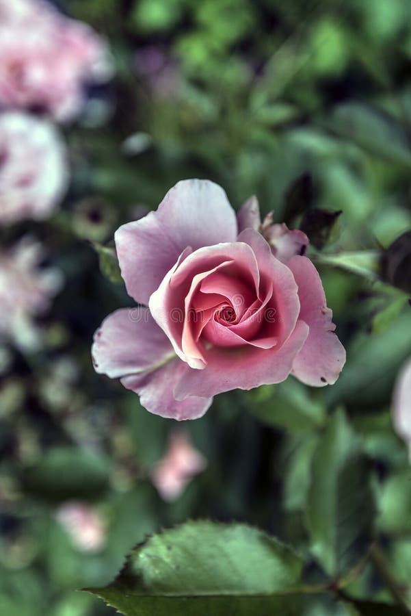 Pink rose flower closeup stock image. Image of cheerful - 73535117