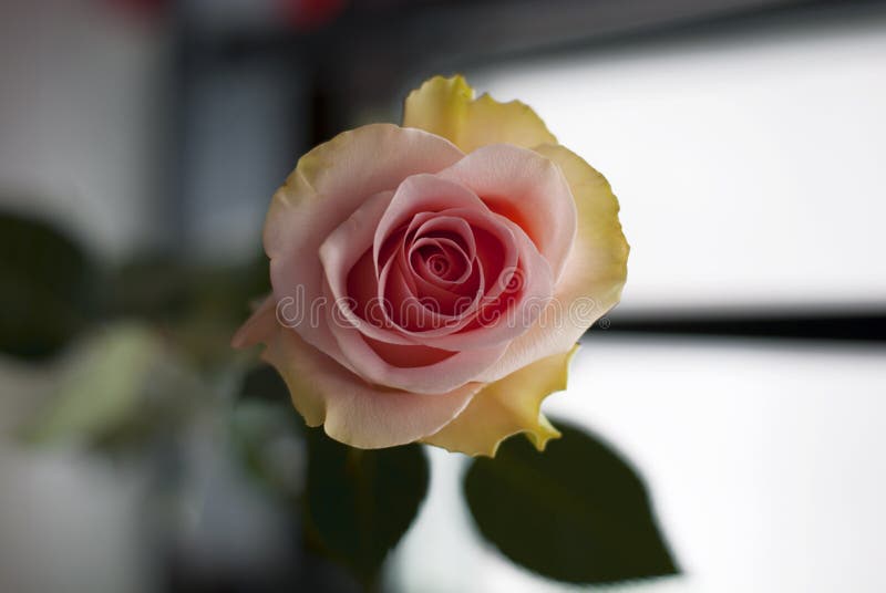 Pink Rose. Dark Pink Rose Flower Closeup, Natural Background Stock ...