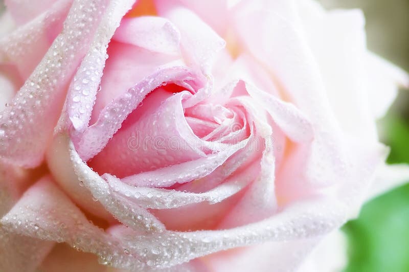 Pink Rose Flower with Dew Drops. Stock Photo - Image of garden, flowers ...