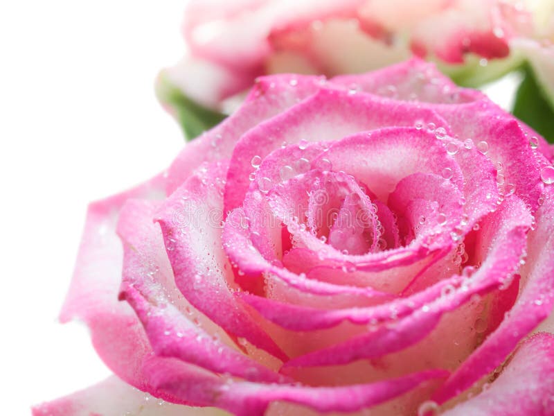 Pink Rose Flower in Drops after Rain Stock Image - Image of foreground ...
