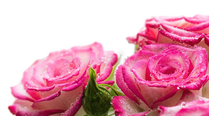 Pink Rose Flower in Drops after Rain Stock Photo - Image of drop, pink ...