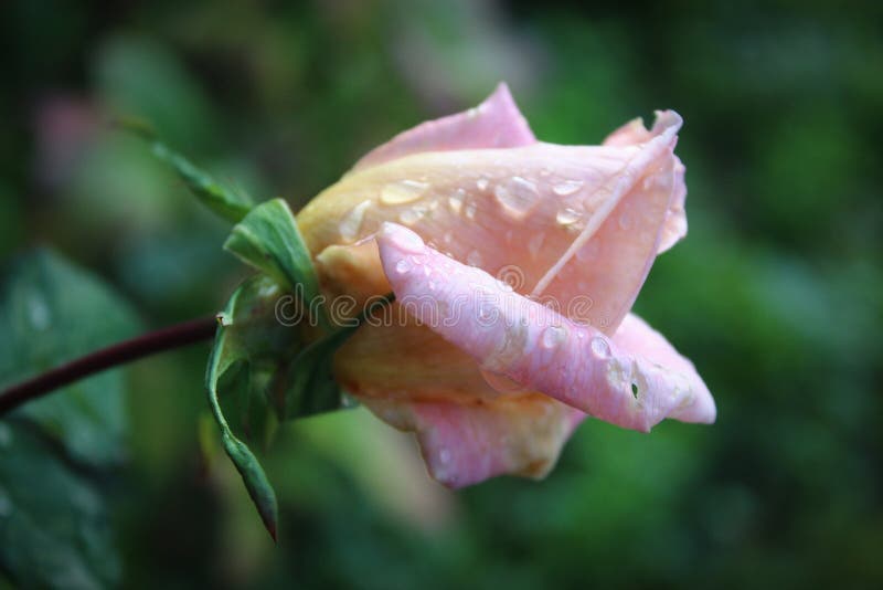 Pink Rose Flower Drops Rain Nature Flora Stock Photo - Image of rose ...