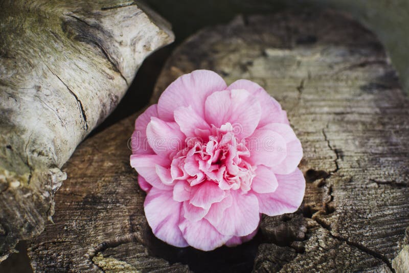 Pink rose stock photo. Image of petal, romance, flower - 40844812