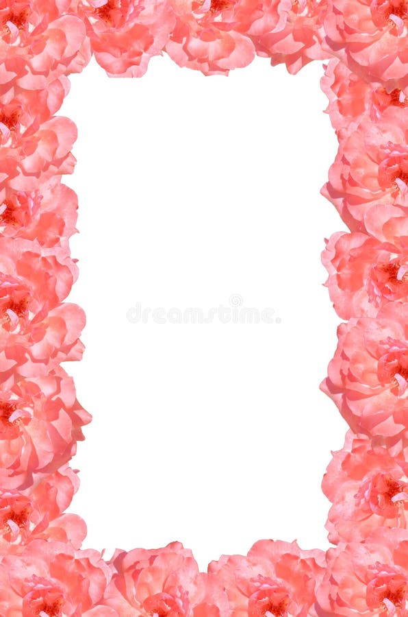 Pink rose flower frame stock photo. Image of anniversary - 68124078