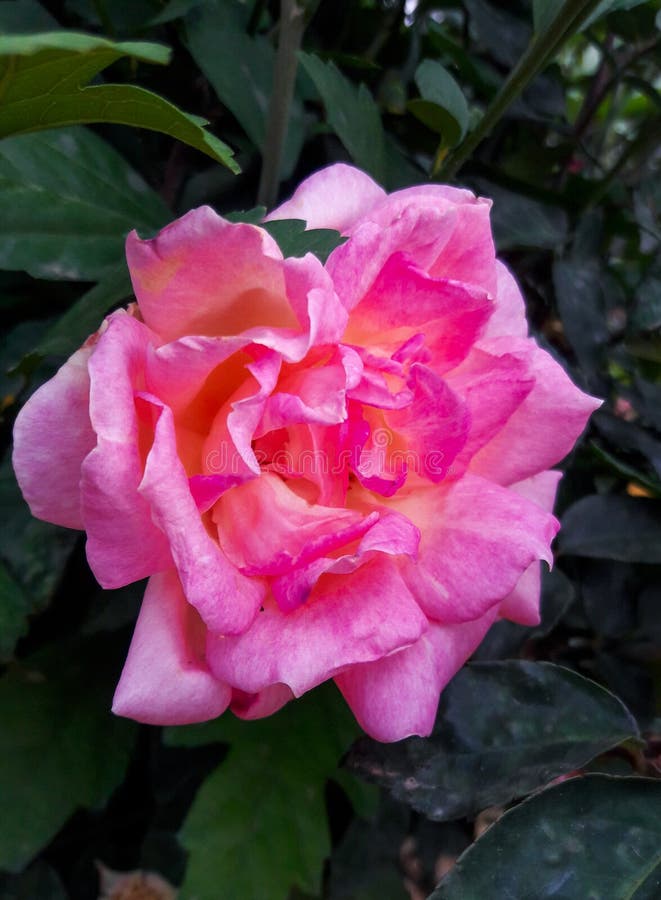Pink Rose Flower in Full Bloom Stock Image - Image of tropical, bouquet ...
