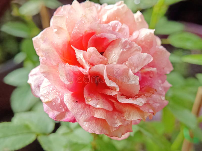 A Pink Rose Flower in Full Bloom in the Garden Stock Image - Image of ...