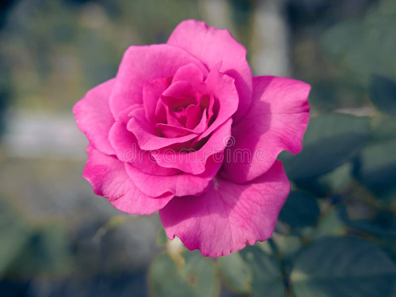 A Pink Rose Flower in Full Bloom in the Garden Stock Photo - Image of ...