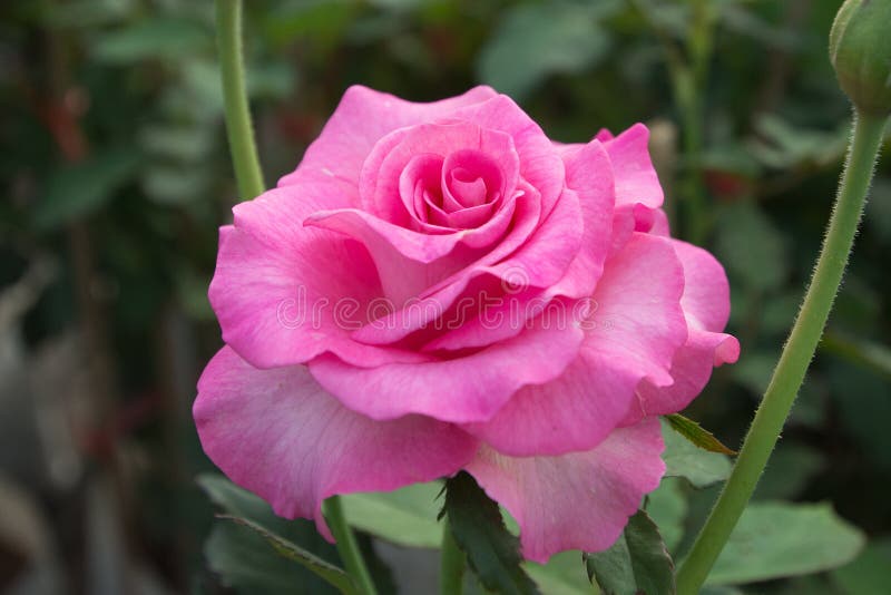 Pink rose flower stock photo. Image of blossom, green - 47718182