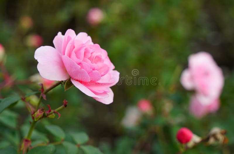 Pink Rose Flower in the Garden Stock Photo - Image of closeup, natural ...