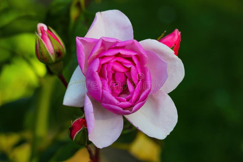 Pink Rose Flower in the Garden or Park in Spring Stock Image - Image of ...