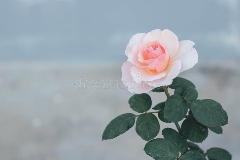 Pink Rose Flower in the Rose Garden. Soft Focus Stock Photo - Image of ...