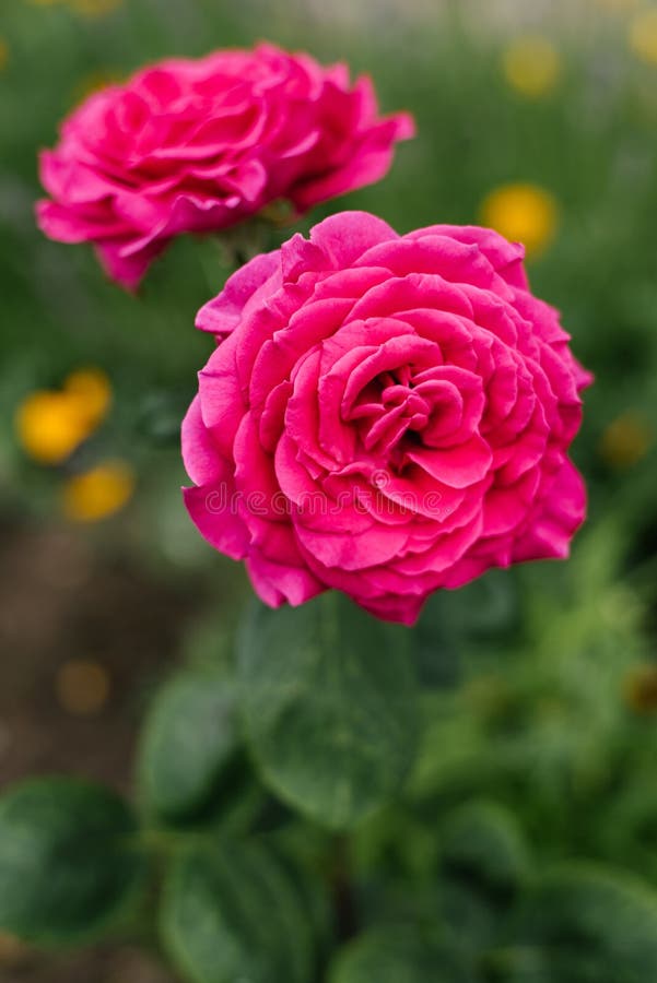 Pink Rose Flower in the Garden in Summer Stock Photo - Image of flora ...